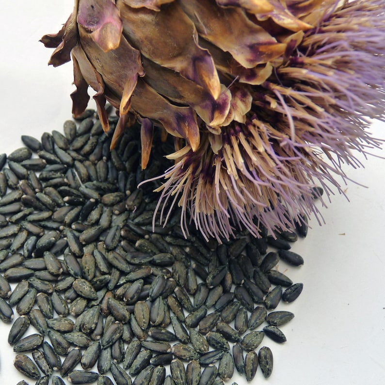 Cardoon Seeds - Bianco Avorio Heirloom From Italy - Etsy