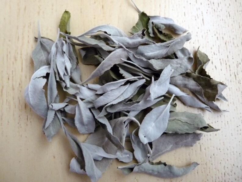 White Sage//holy Sage//dried//whole Leaves and Stems - Etsy