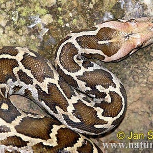 Python 18 Bead Crochet Rope Necklace Pdf Snake Skin Pattern, Beading ...