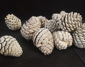White pine cone | Etsy
