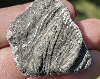 50 Mm Uncommon Calcite Crinoid Fossil Found at Charmouth on the ...