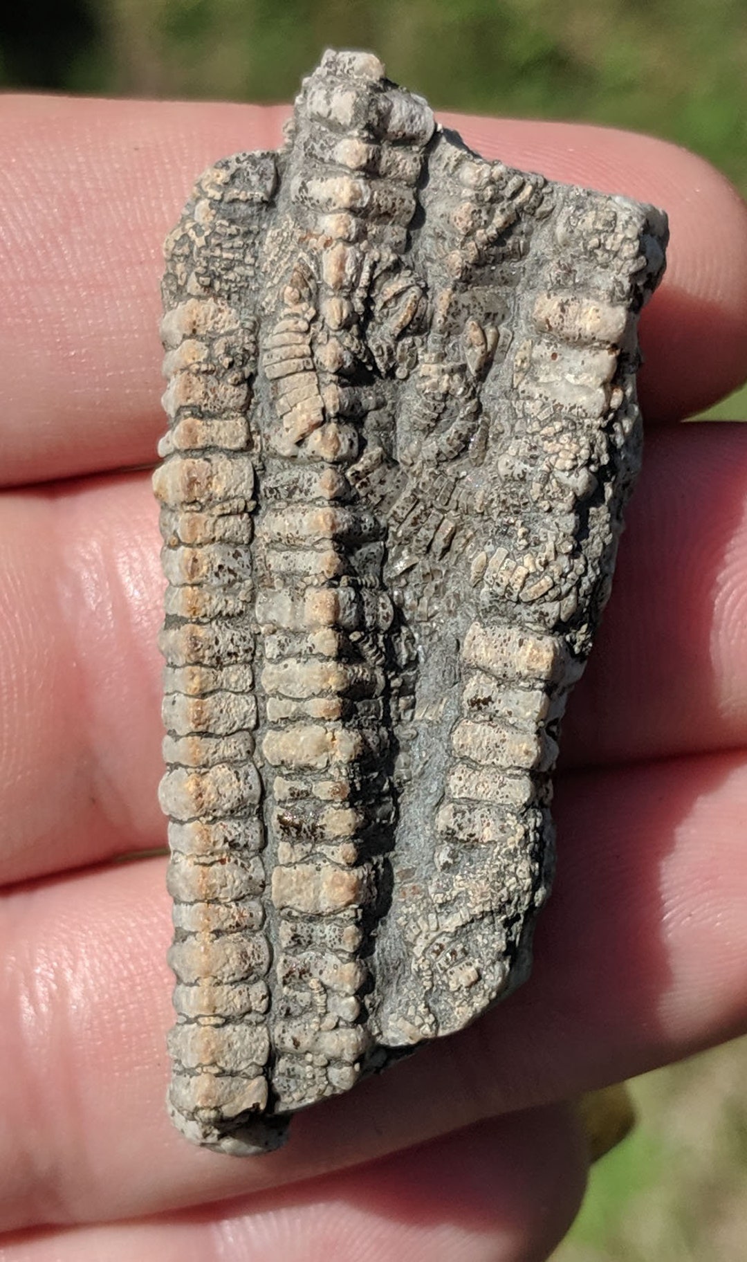 50 Mm Uncommon Calcite Crinoid Fossil Found at Charmouth on the ...
