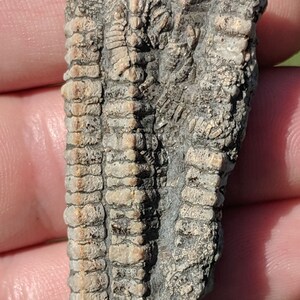 50 Mm Uncommon Calcite Crinoid Fossil Found at Charmouth on the ...