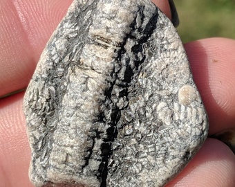 50 Mm Uncommon Calcite Crinoid Fossil Found at Charmouth on the ...