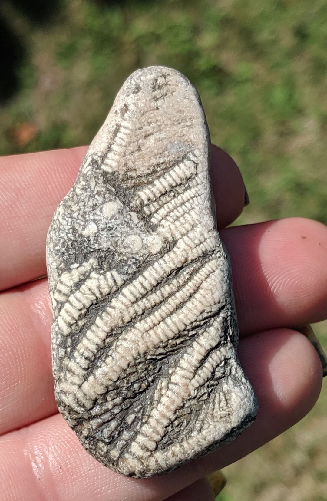 55 Mm Uncommon Calcite Crinoid Fossil Found at Charmouth on the ...