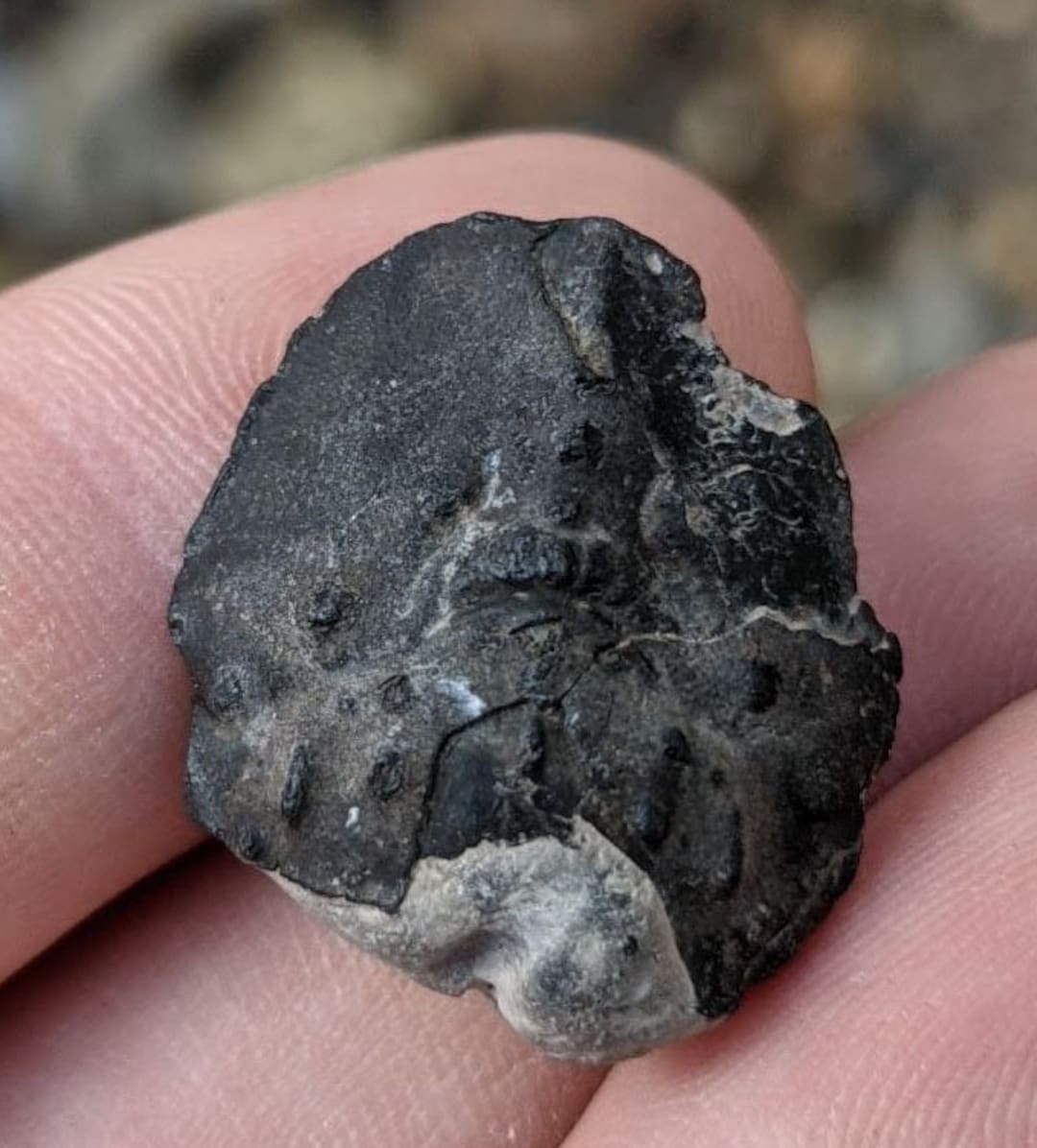 21 X 17 X 9 Mm Crab Carapace Fossil From Folkestone, UK R0012 - Etsy