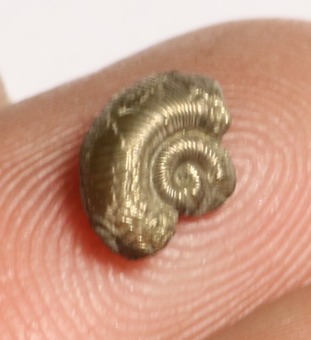 6 Mm Uncommon Gastropod, Iron Pyrite Fossil Found on the Jurassic Coast ...