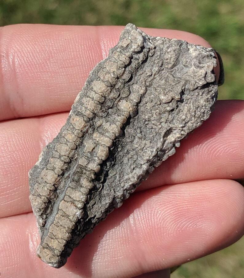 50 Mm Uncommon Calcite Crinoid Fossil Found at Charmouth on - Etsy