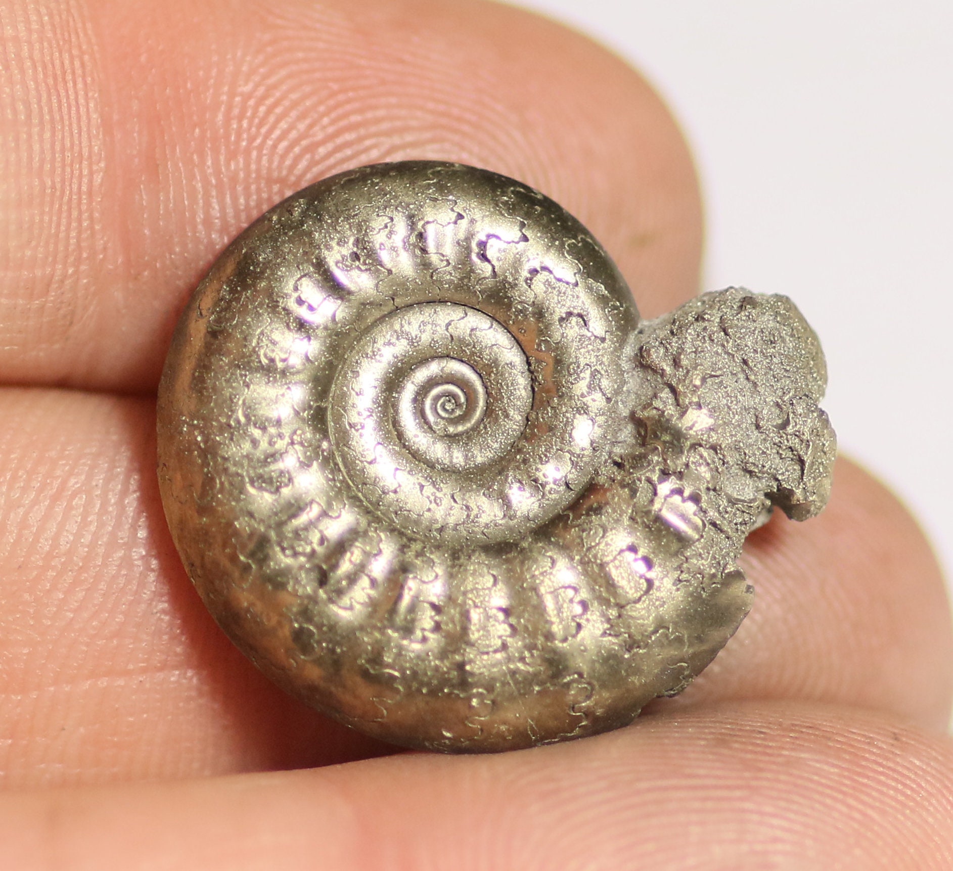 Ammonite Embroidery Machine Designs