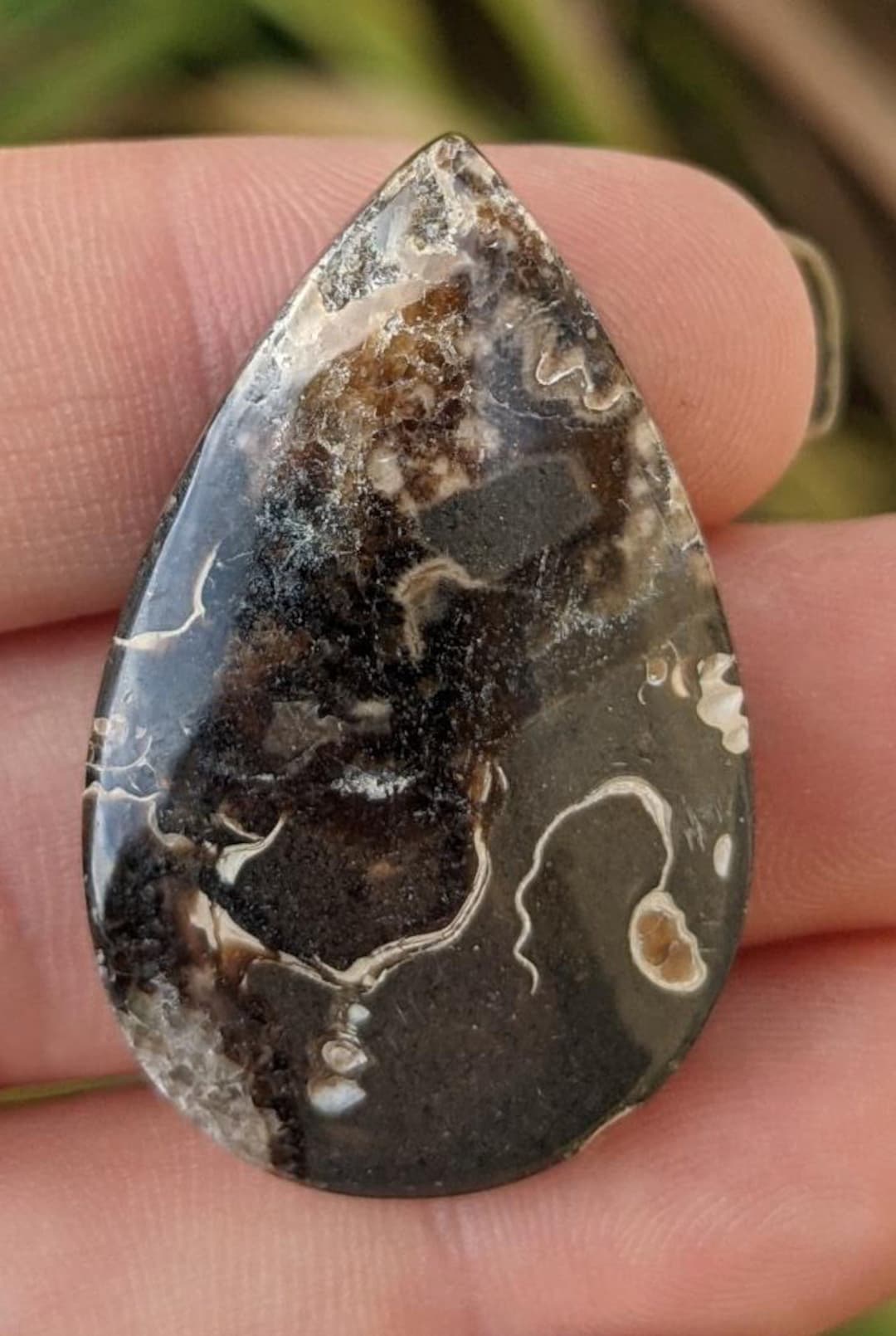 Stone Ammonite Freeform Cabochon 'marston Magna Marble' 36 X 23 X 5 Mm ...