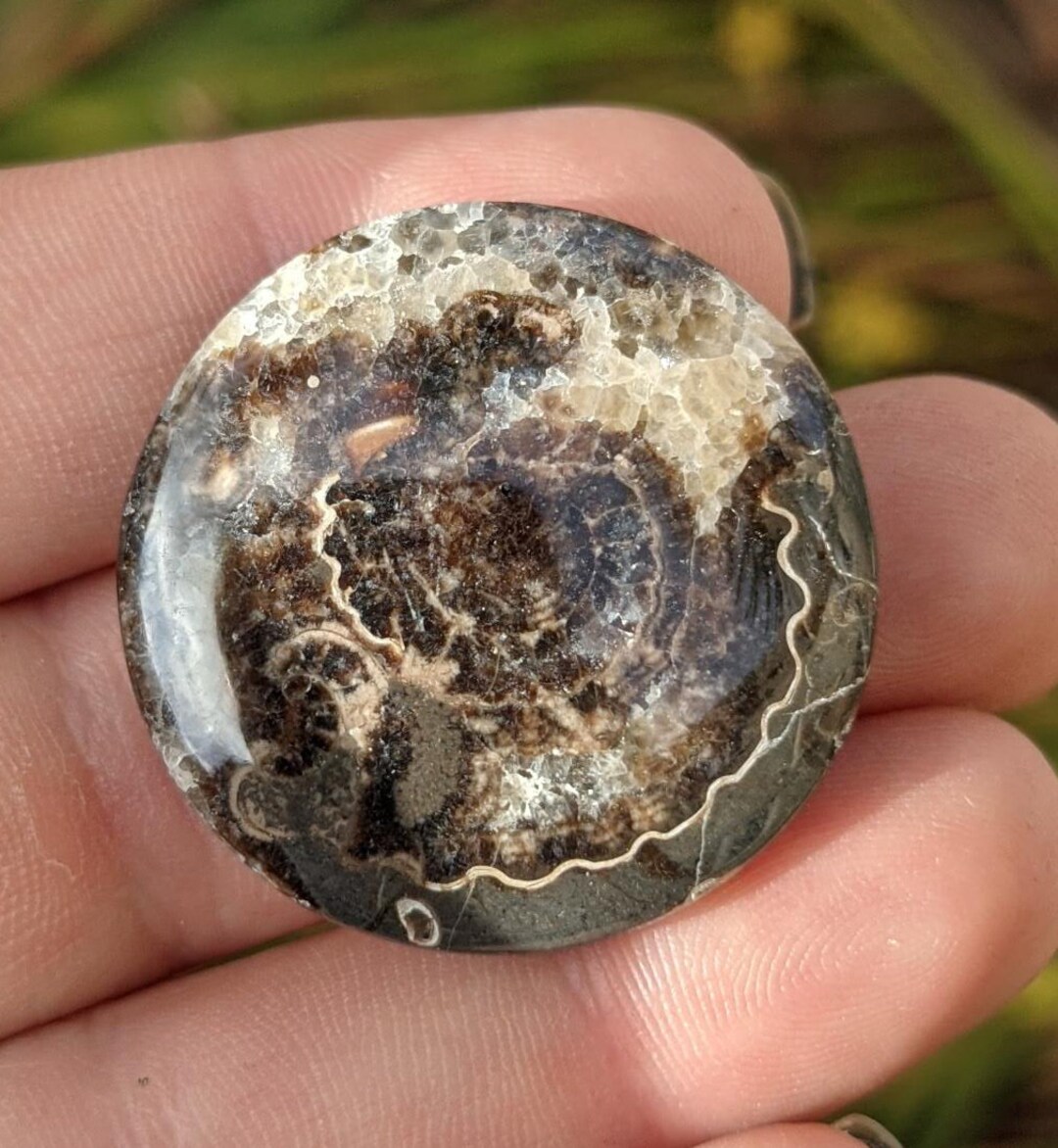Stone Ammonite Freeform Cabochon 'marston Magna Marble' 31 X 31 X 5 Mm ...