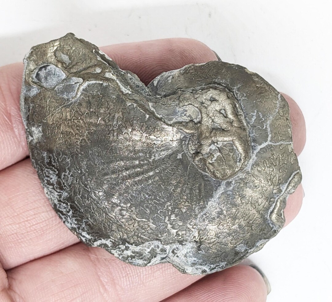 56 Mm Oxynoticeras Pyrite Ammonite Fossil Found on the Jurassic Coast ...
