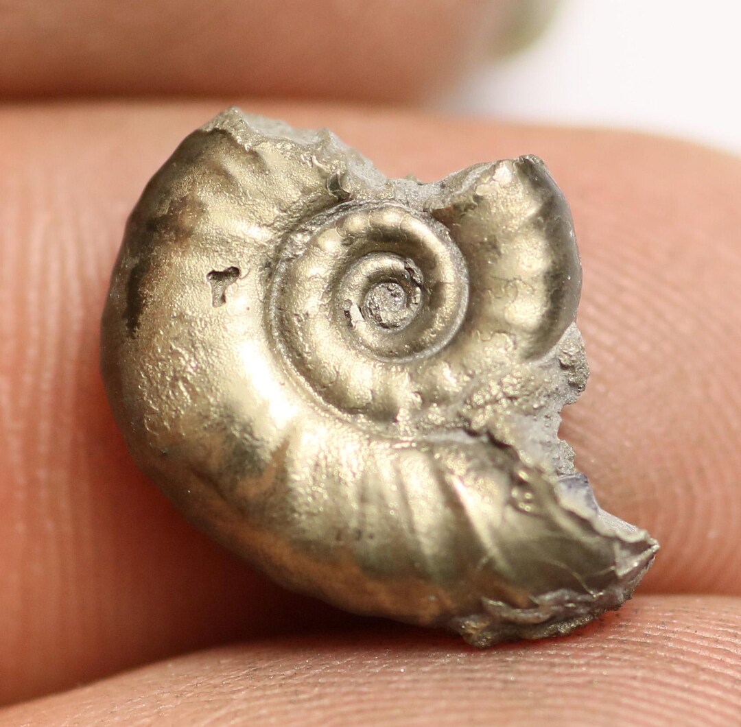 15 Mm Microderoceras Pyrite Ammonite Fossil Found on the Jurassic Coast ...