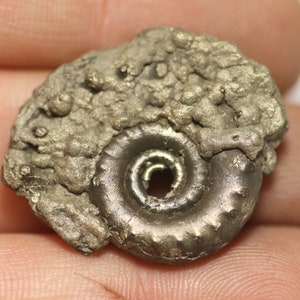 27 Mm Eoderoceras, Iron Pyrite Ammonite Fossil Found on the Jurassic ...