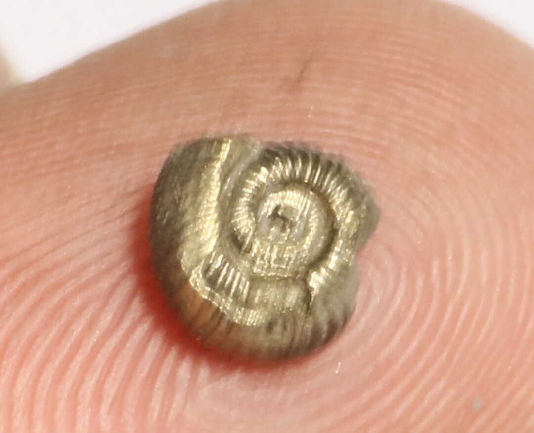 5 Mm Uncommon Gastropod, Iron Pyrite Fossil Found on the Jurassic Coast ...