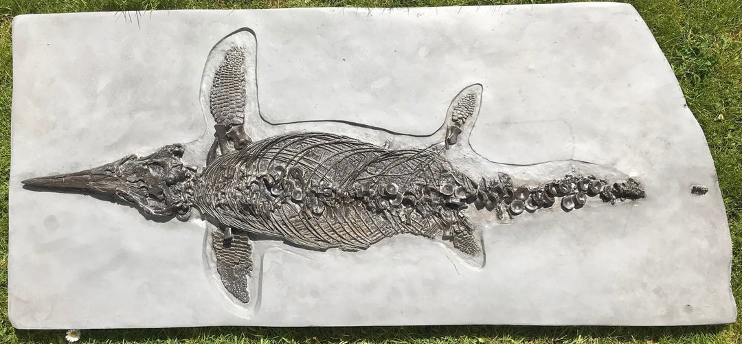 110 Cm Juvenile Ichthyosaur Communis Replica, From Lyme Regis on the ...