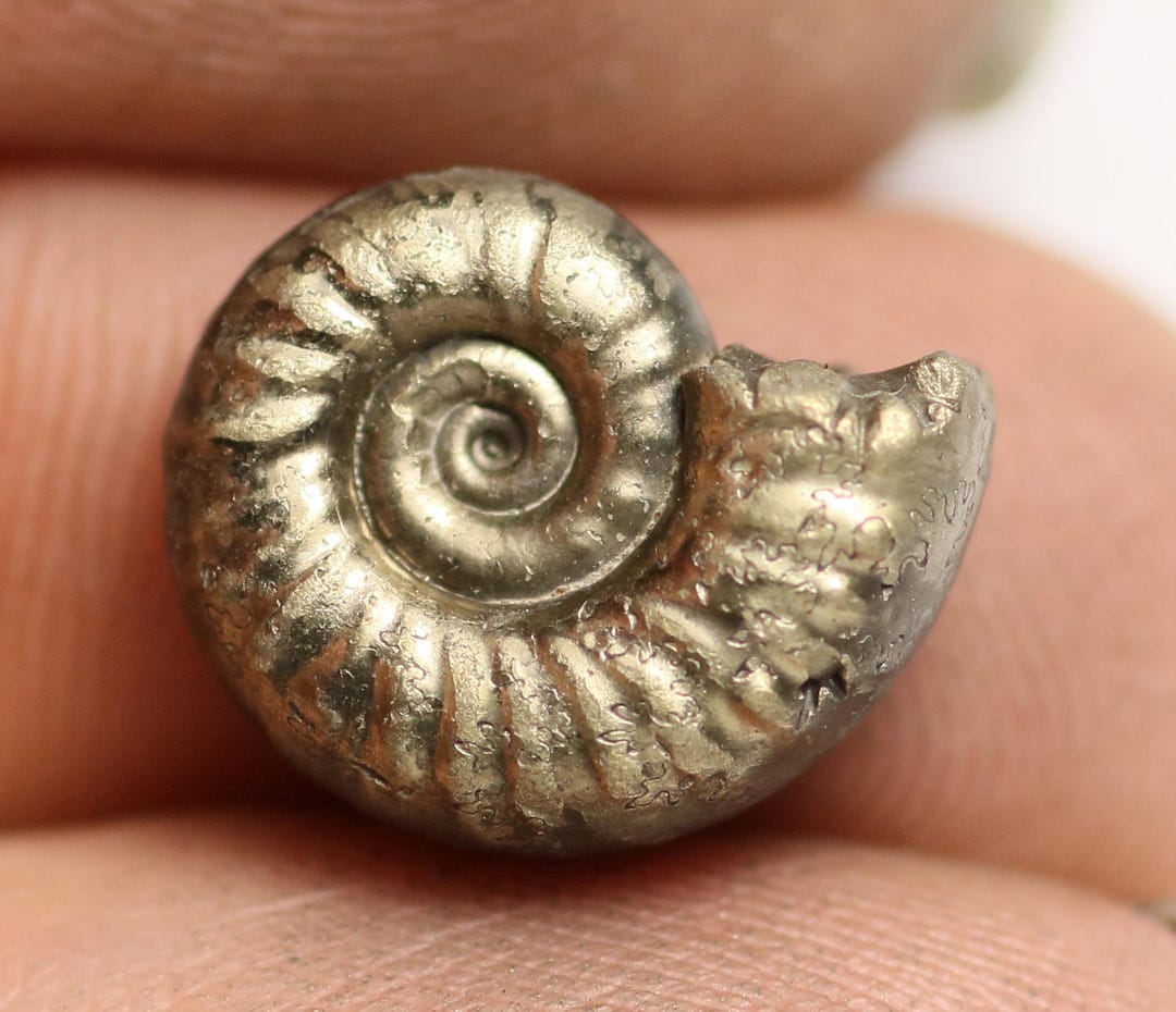 13 Mm Microderoceras Pyrite Ammonite Fossil Found on the Jurassic Coast ...