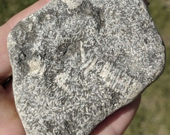 50 Mm Uncommon Calcite Crinoid Fossil Found at Charmouth on the ...