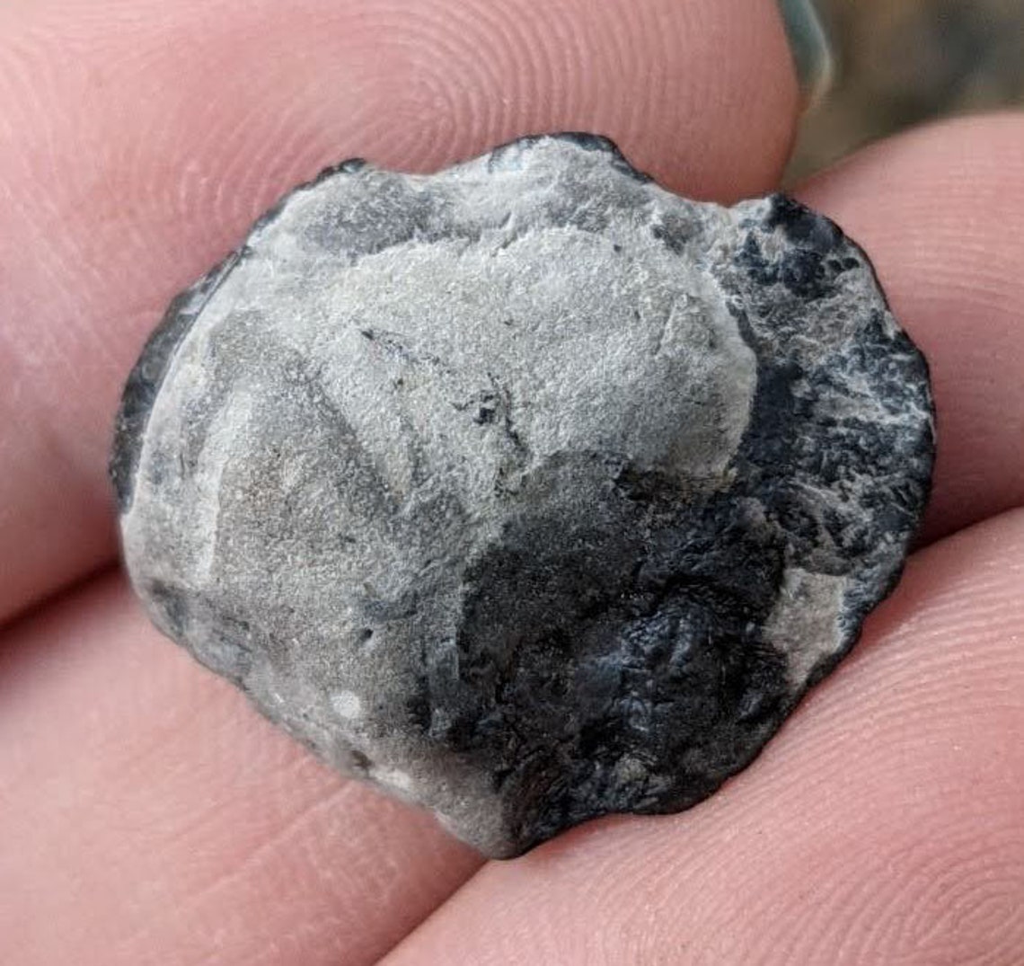 21 X 17 X 9 Mm Crab Carapace Fossil From Folkestone UK R0012 - Etsy Denmark