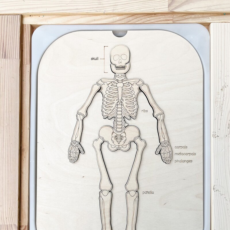 Human Body Puzzle - Etsy