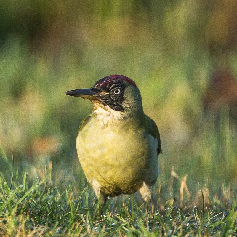 Little Bird Photography Print. Vertical Panoramic Nature Home - Etsy