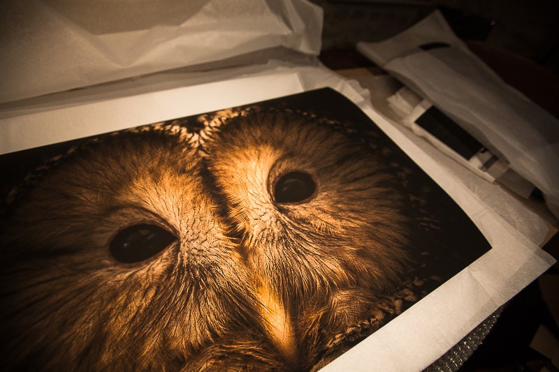 Owl Print Owl Photography Owl Face Owl Eyes Photo Bird - Etsy