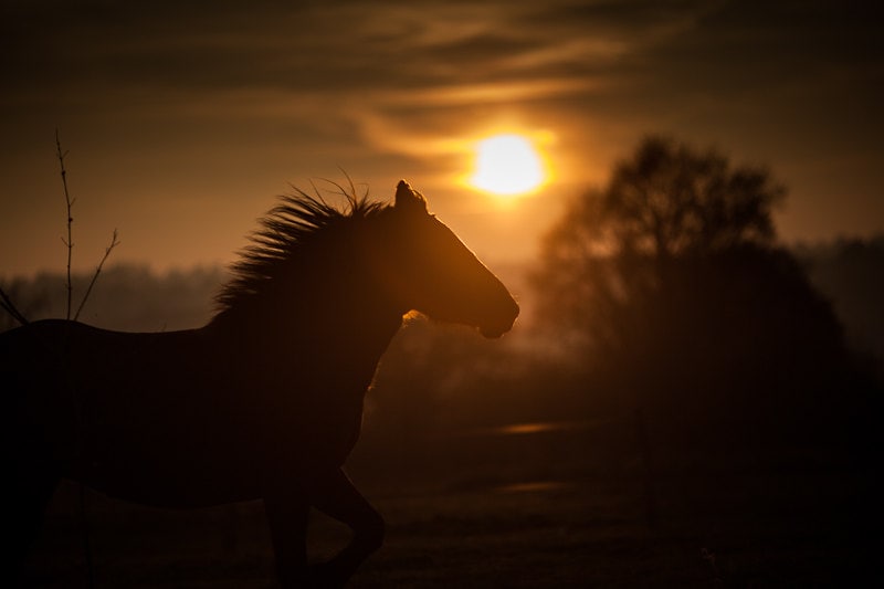 Country Sunset Horse