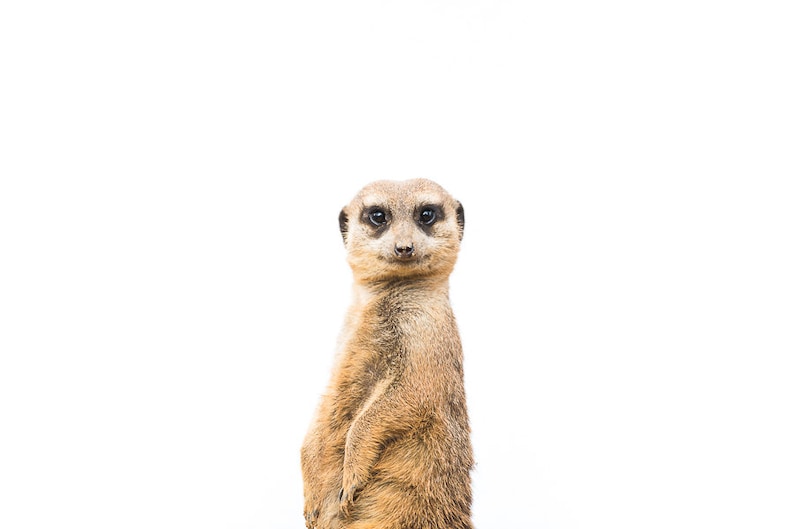 Meerkat Timon Cute Baby Animal Photography for Kids Room Wall - Etsy