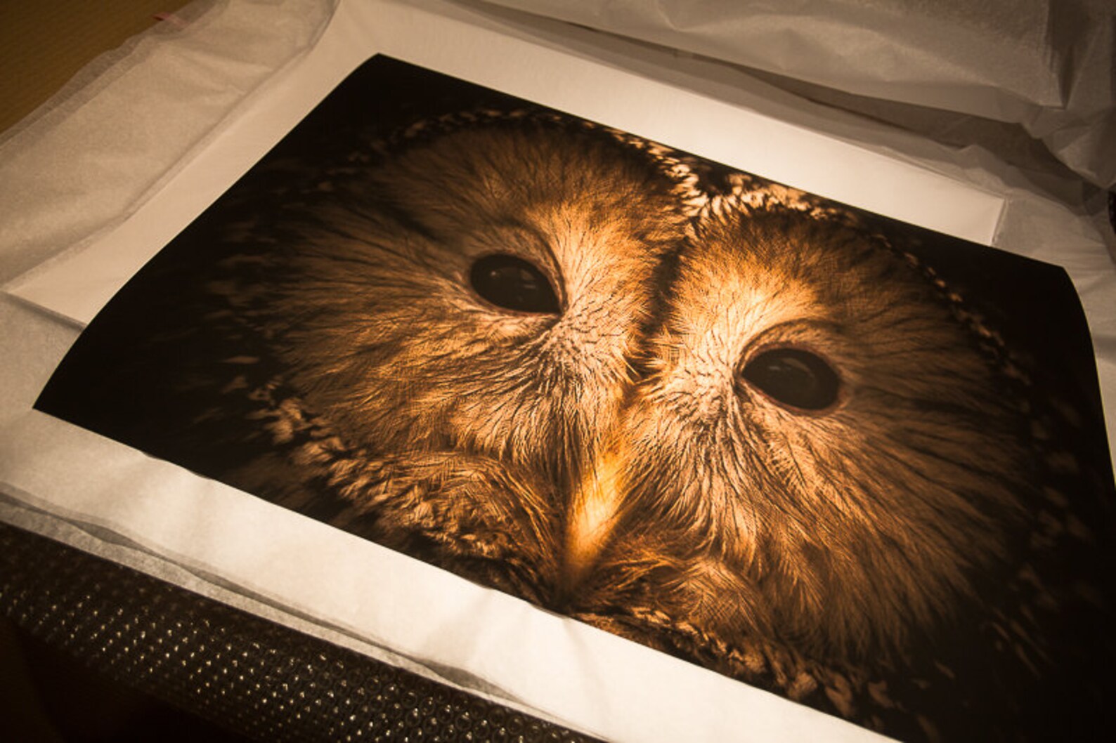 Owl Print Owl Photography Owl Face Owl Eyes Photo Bird - Etsy