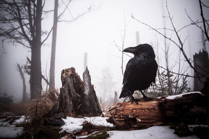 Crow Raven Blackbird Black Bird Nature Photography Print - Etsy