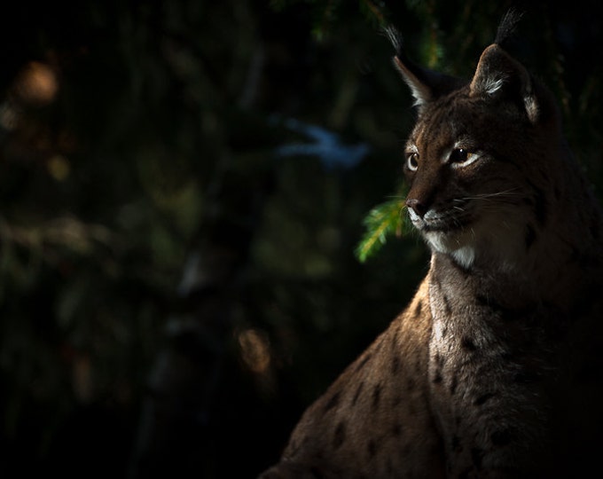 Lynx in the Shadows. Big Cat Portrait Wildlife Nature Photography Print ...