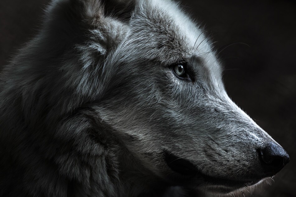 White Wolf Face
