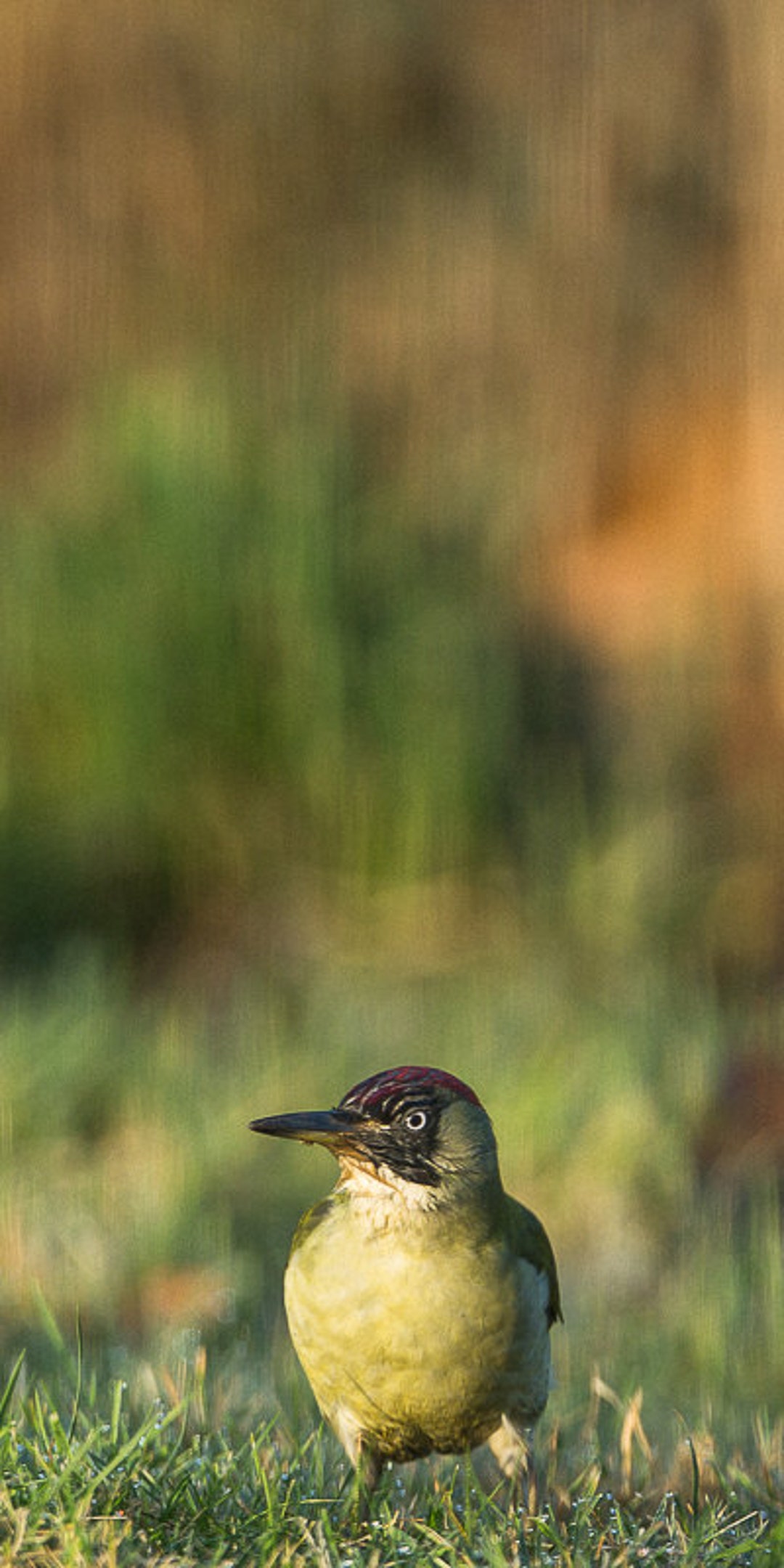 Little Bird Photography Print. Vertical Panoramic Nature Home - Etsy