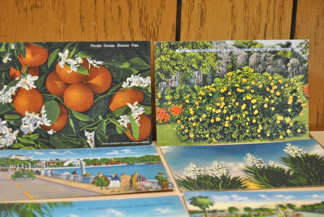 Florida Postcard Linen Texture 1940s & 50s Vintage Abggoodstuff - Etsy