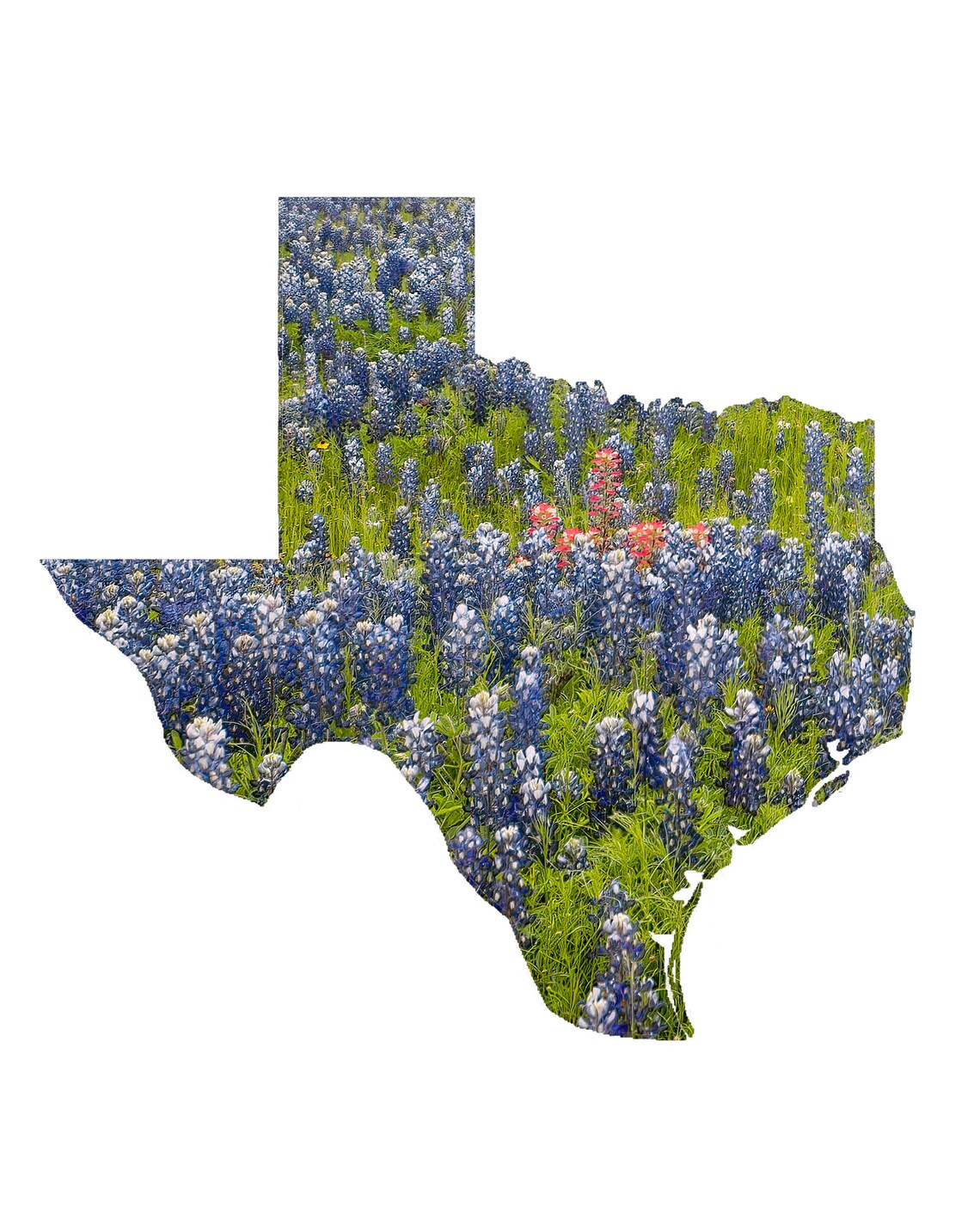 Texas Bluebonnet Outline - Etsy