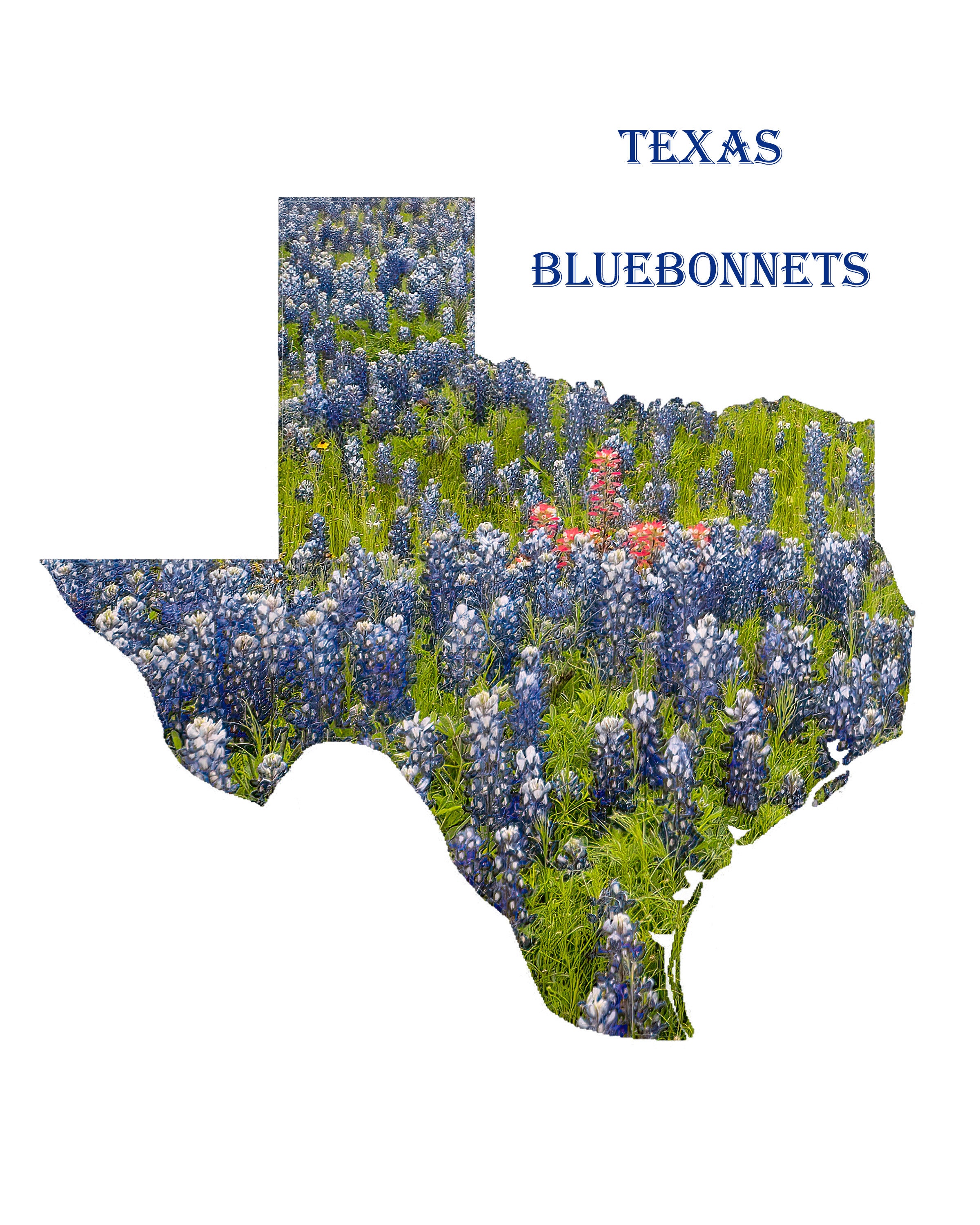 Texas Bluebonnet Outline - Etsy
