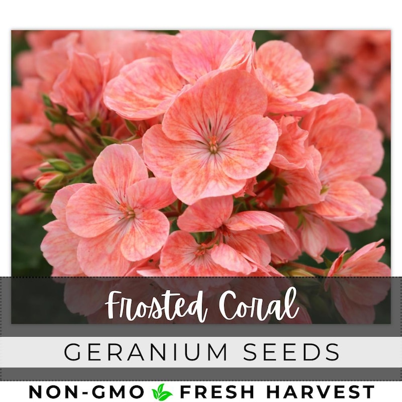 Heirloom Geraniums - Etsy