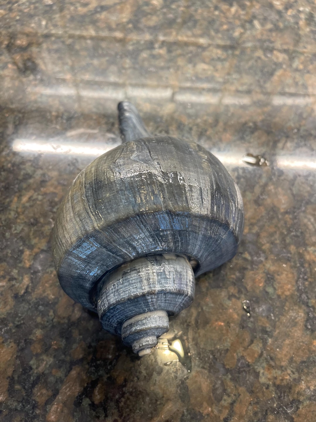 Atlantic Channeled Whelk Shell, Natural Coastal Decor, Beach Home ...