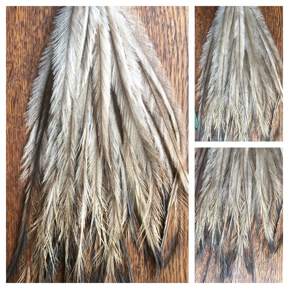 Extra Long Natural Emu Feathers X 300 Emu Tail - Etsy