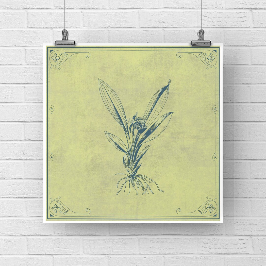Printable Botanical Art - Digital Botanical Print - Vintage Flower ...