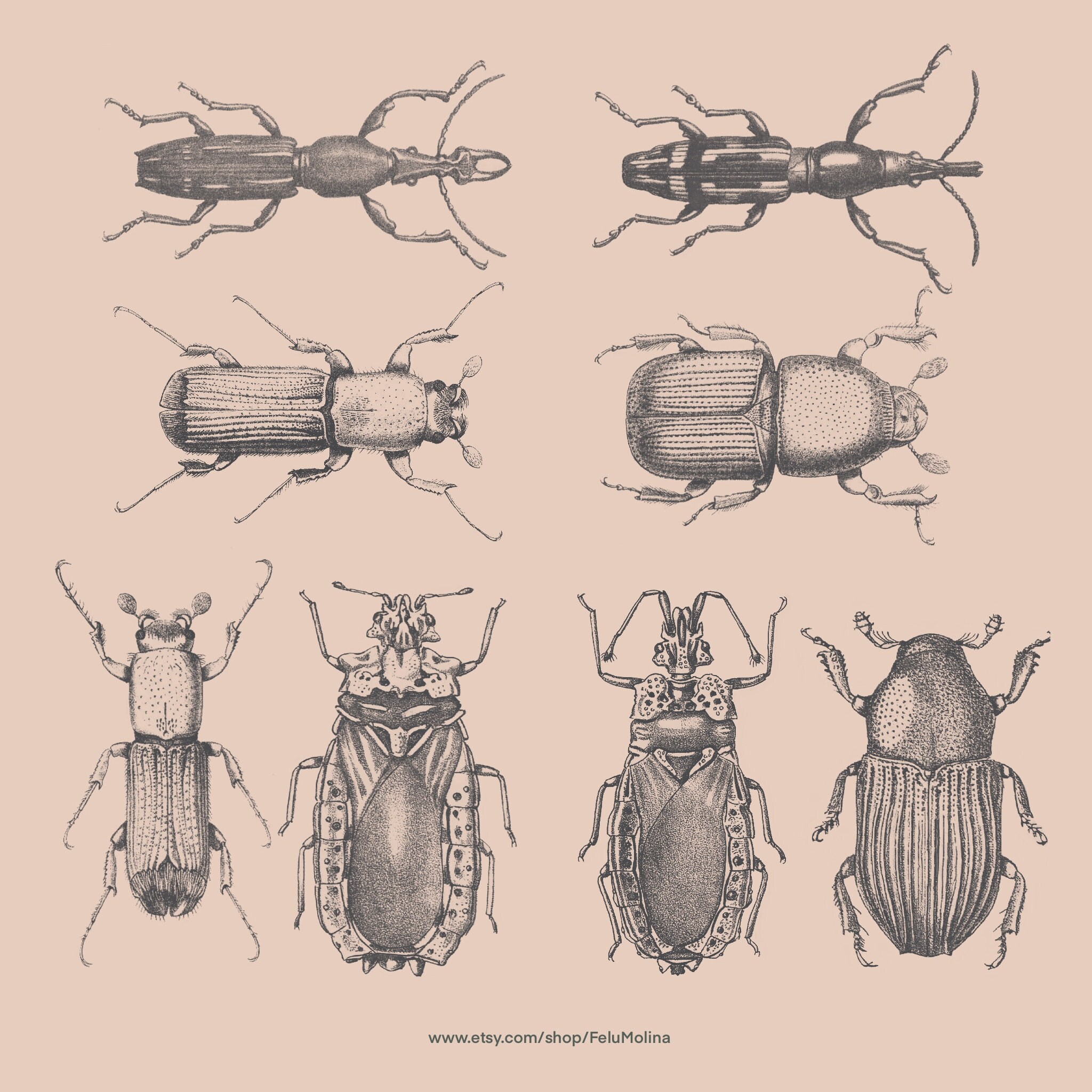 Beetles & Bugs Procreate Brushes Vintage Illustrations 15 - Etsy