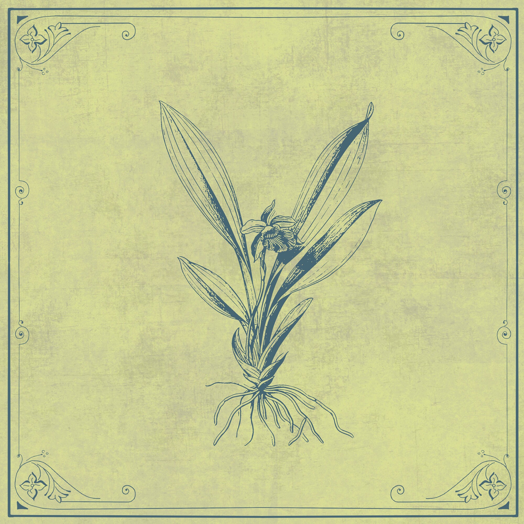 Printable Botanical Art Digital Botanical Print Vintage Flower ...