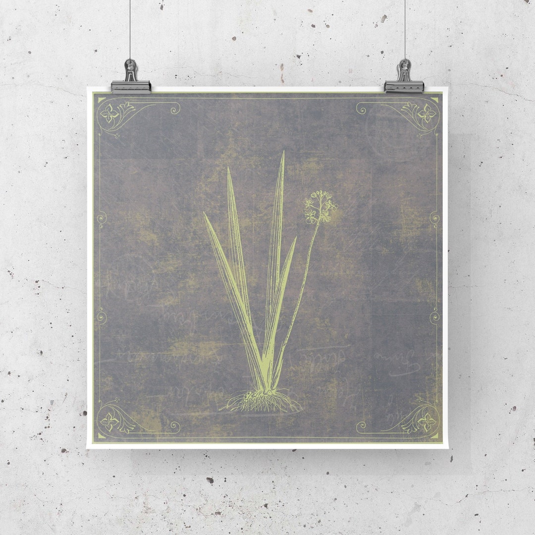 Printable Botanical Art Digital Botanical Print Vintage Flower ...