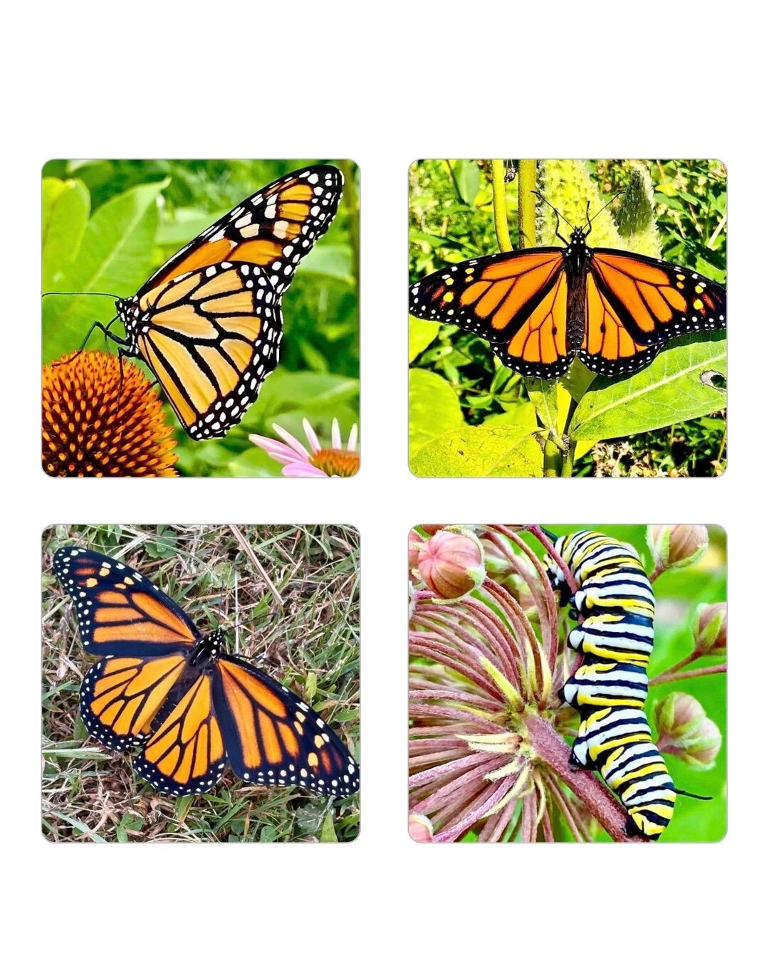 2x2 Inch Monarch Magnet - Set of 4 - Etsy