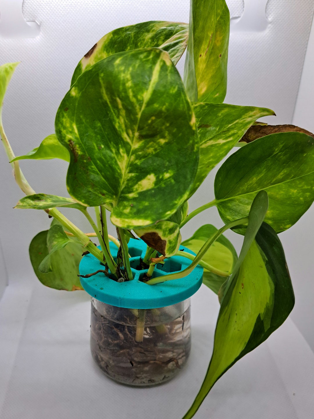 Oui Yogurt Propagation Lids & Jars - Etsy