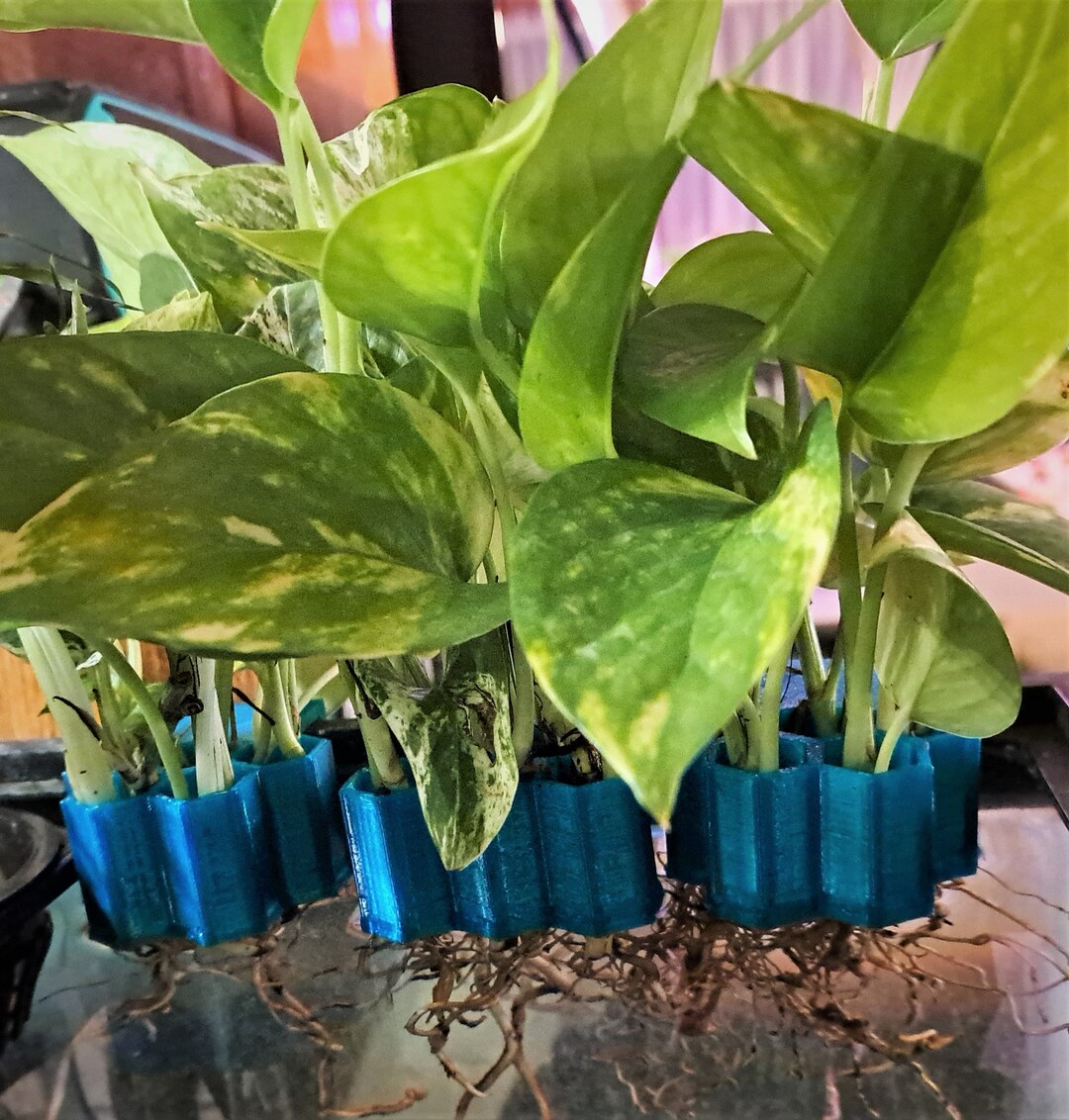 RIMLESS Aquarium Plant Holder ~ Riparium Tanks ~ 3 Stem Mini Comb ~ for ...