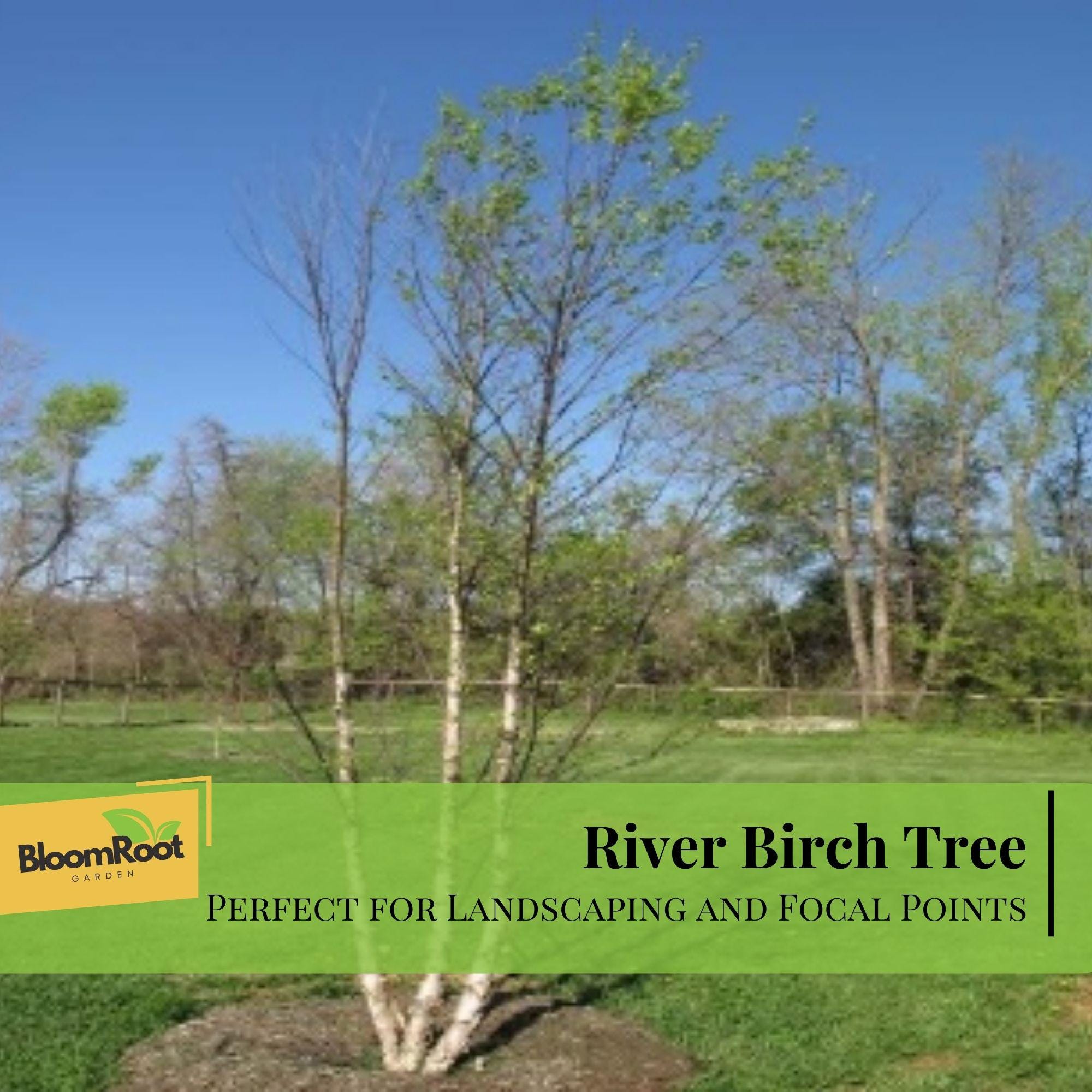 River Birch Multi-stem Tree, Live Landscape Plant (1 Qt Pot) - Etsy