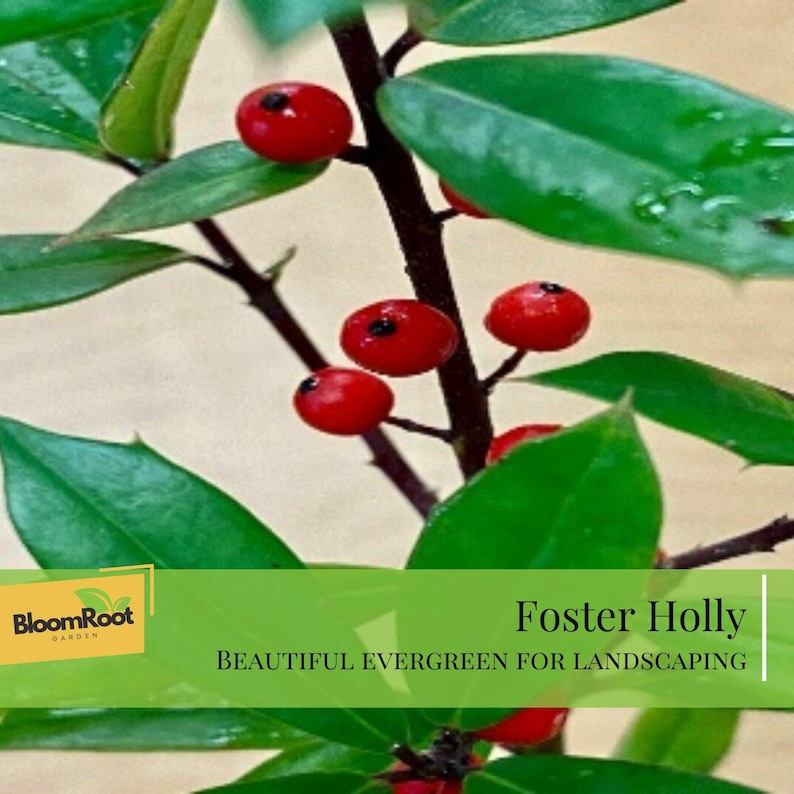 Foster Holly Live Plant, Evergreen Shrub for Landscaping, Quart Pot - Etsy
