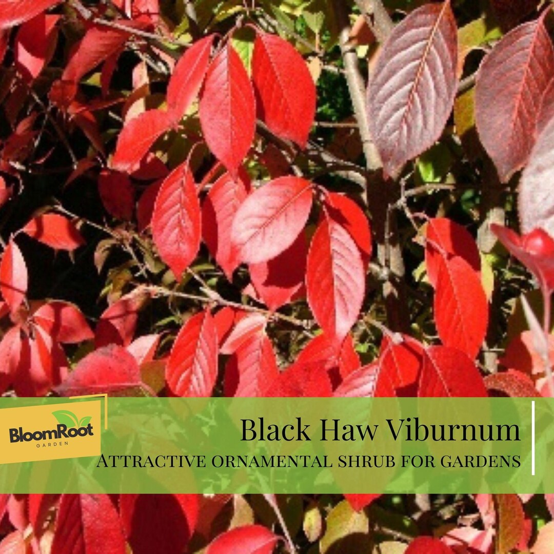 Black Haw Viburnum Live Plant, Ornamental Shrub, Hedge, Bird Attracting ...