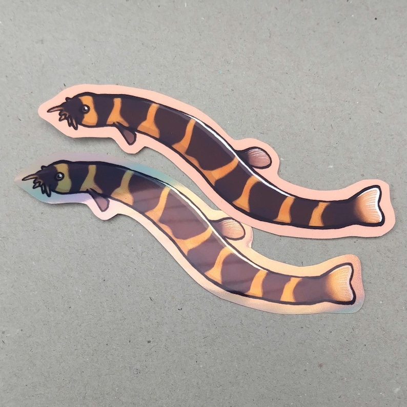 Kuhli Loach Sticker (life Sized), Matte or Holographic, Water Resistant ...